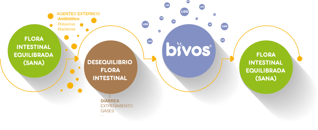 BIVOS | La flora intestinal y probióticos | Salud digestiva